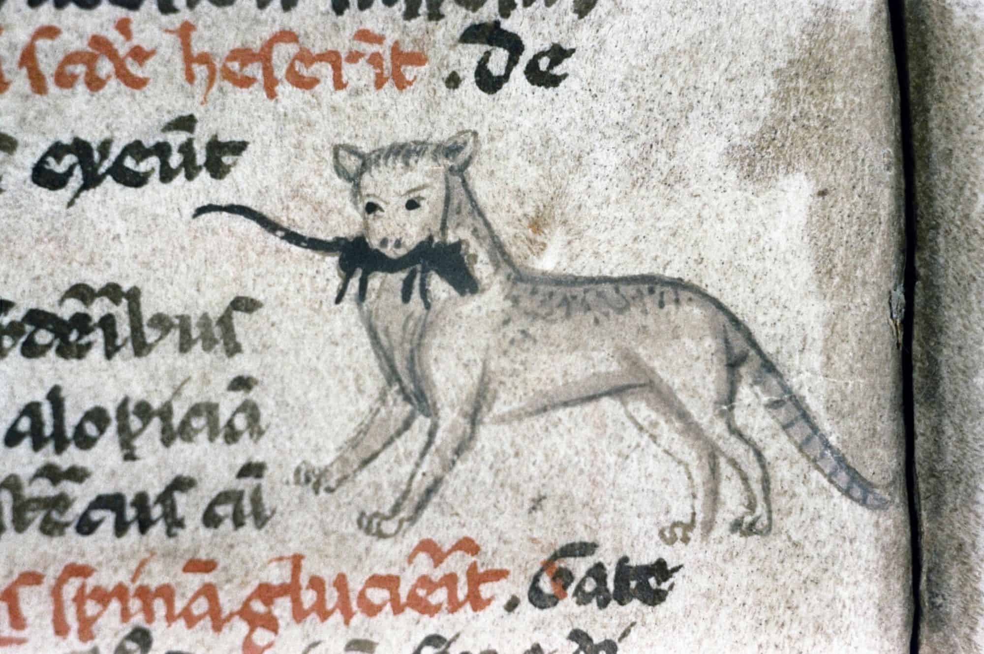 Role of Cats in Medieval Manuscripts - Cat Explore