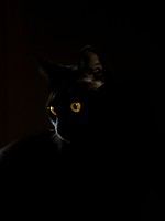 Why Black Cats are Voids - Cat Explore