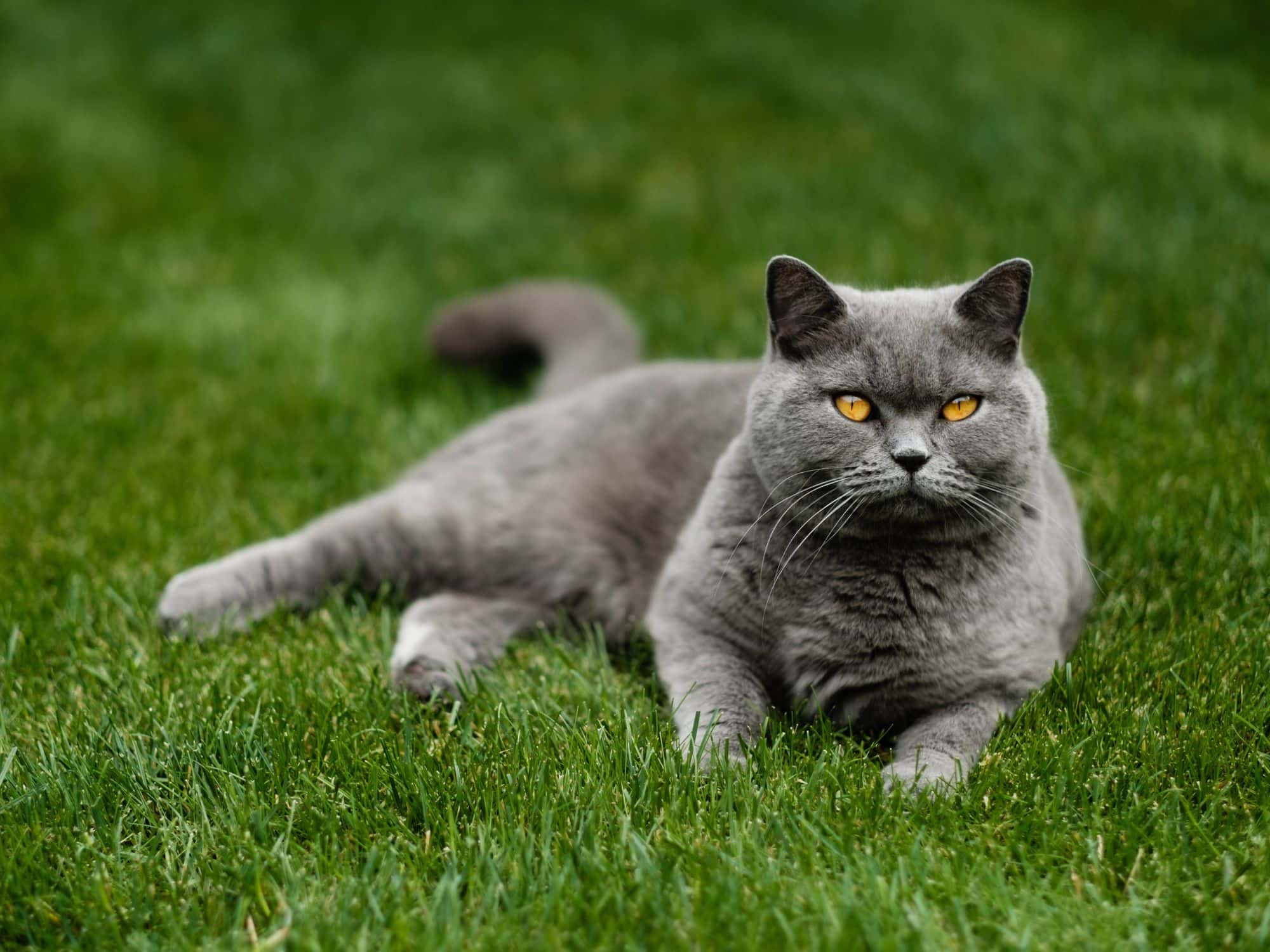 What are Blue Cats? - Cat Explore