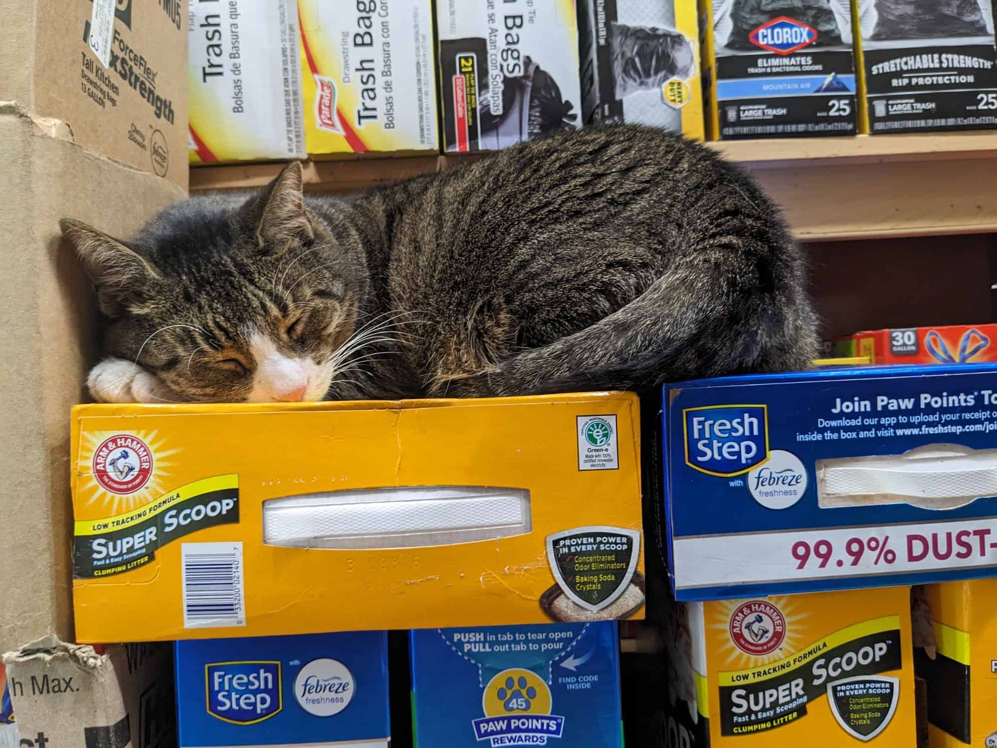 Bodega Cats of NYC - Cat Explore