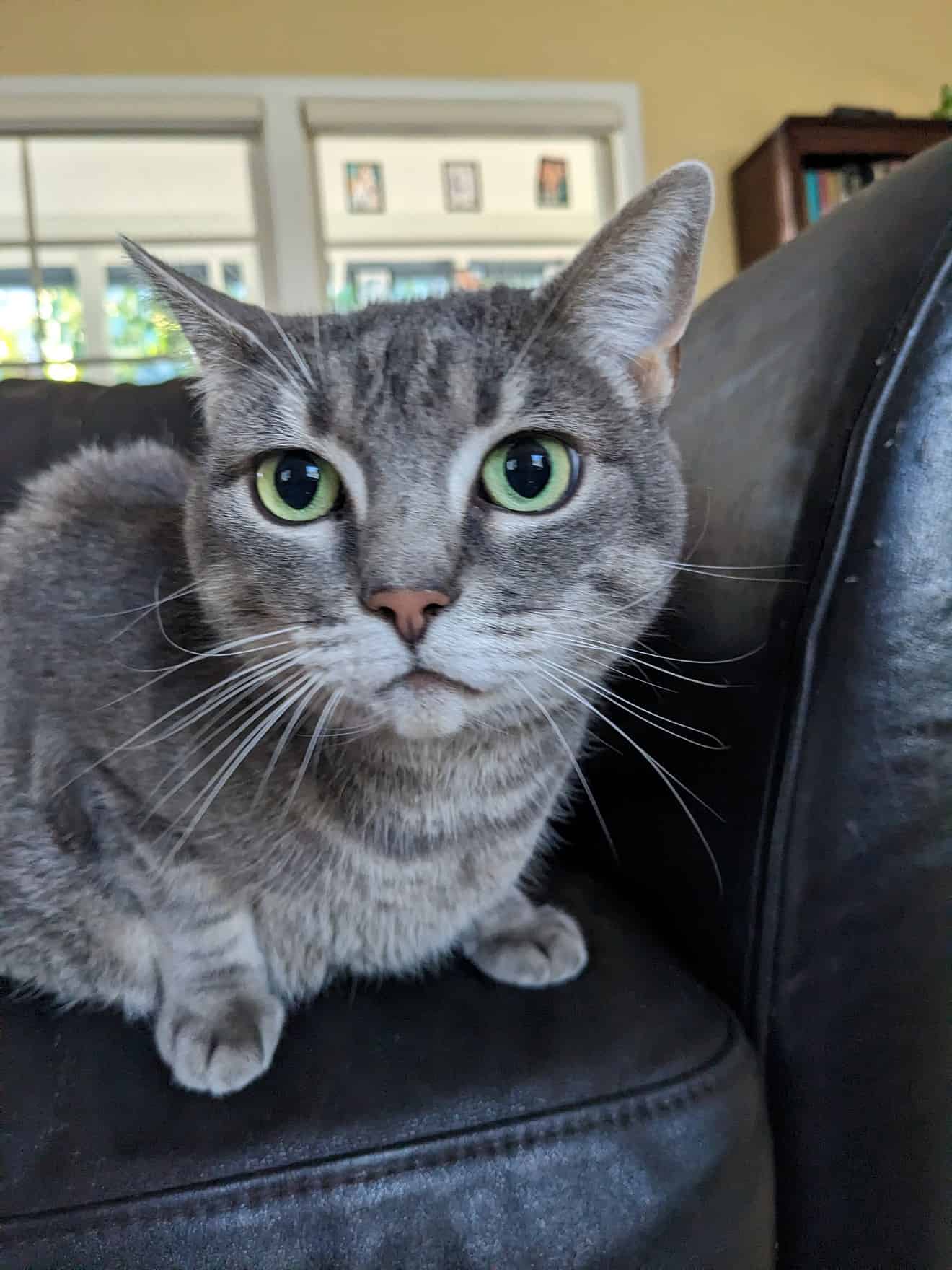 What are Blue Cats? - Cat Explore