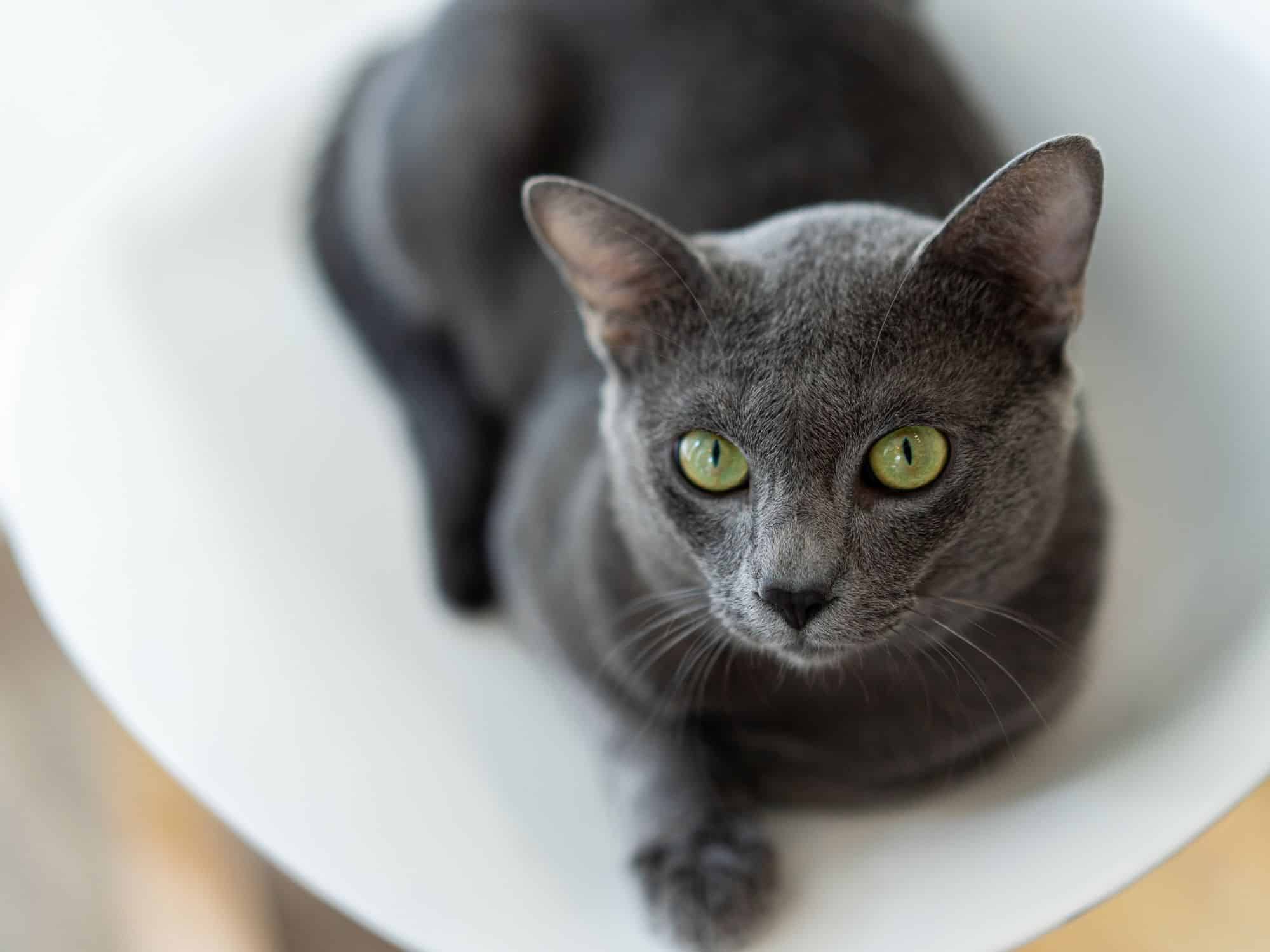 What are Blue Cats? - Cat Explore