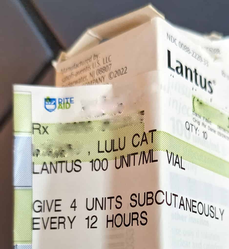 My Cat's Experience With Feline Acromegaly - Cat Explore