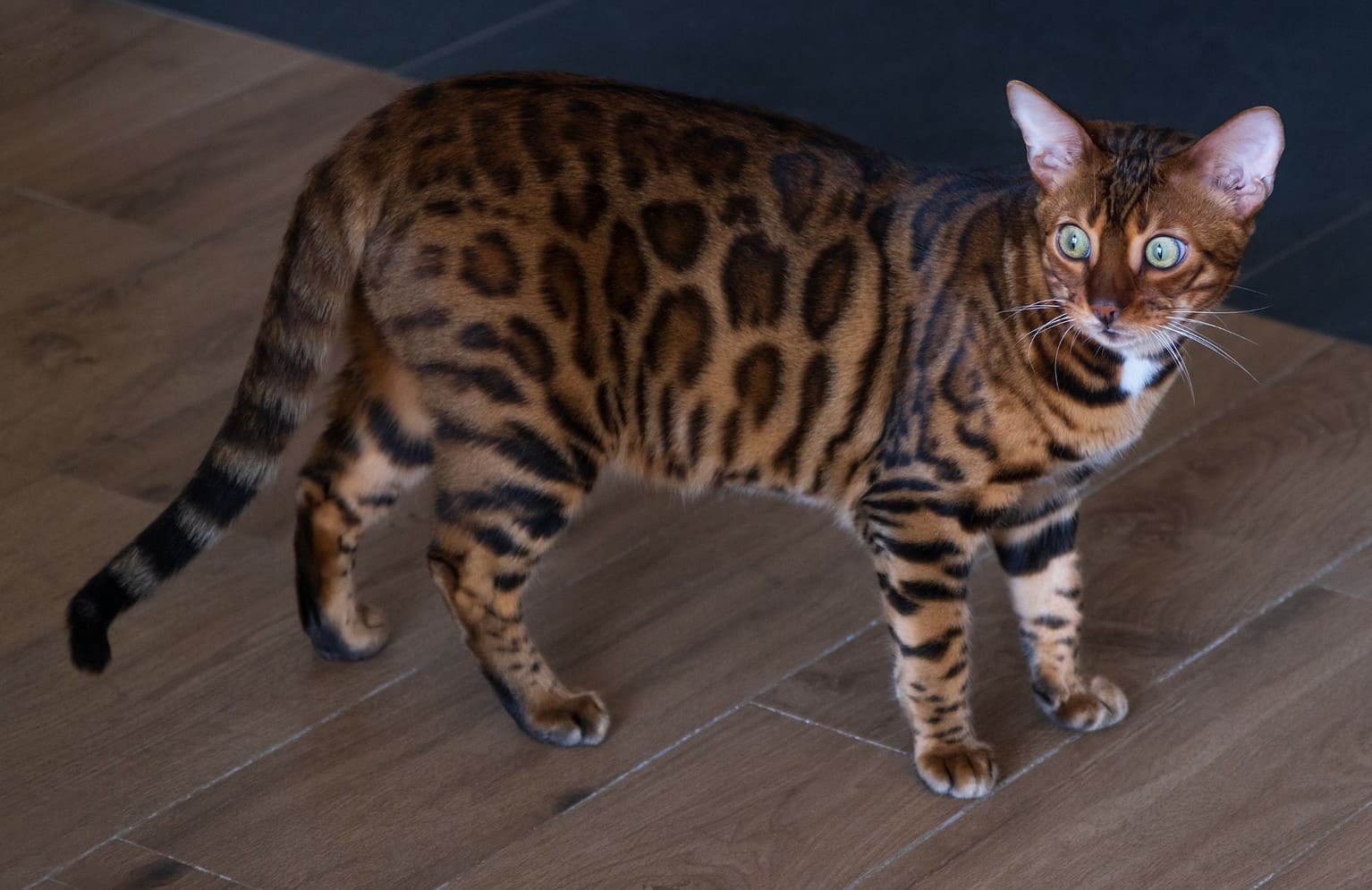 Cat Breeds with Rosettes - Cat Explore