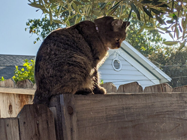 Tracking Cats to Better Understand Them - Cat Explore